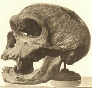 Ancient fossils meet modern technology in Human Origins – The Peabody