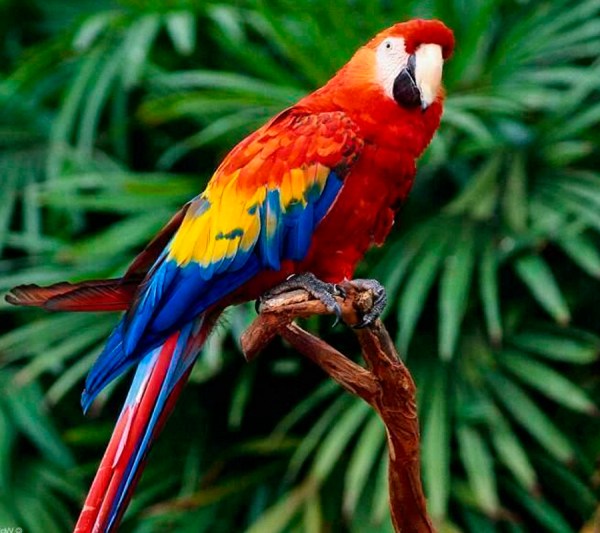Scarlet-Macaw-ecuador – The Peabody