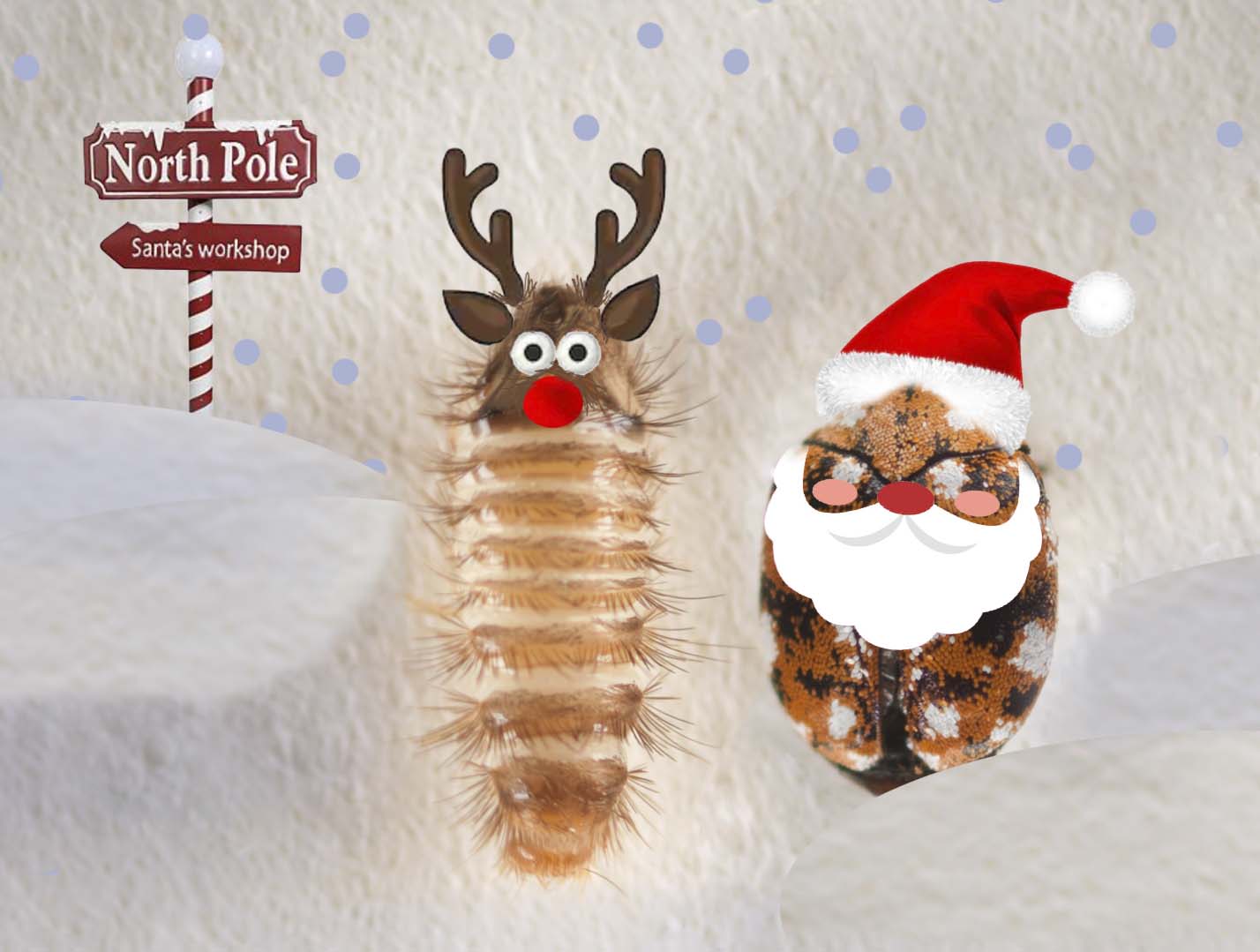 No Holiday from IPM Work – The Peabody